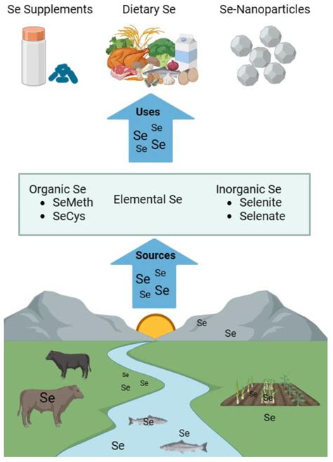 The Immunomodulatory Effects Of Selenium A Journey From The