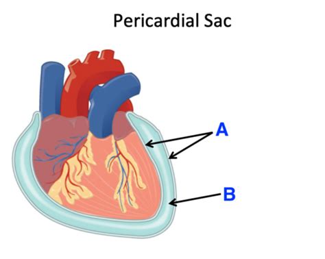 Bio 251 Pericardial Sac Flashcards Quizlet