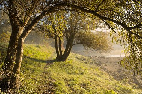 Tree Path Morning Free Photo On Pixabay Pixabay Tree Path Morning Free Photo On Pixabay Pixabay