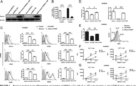 Figure 1 From Cells Via Targeting Runx1 And Function Of Myeloid Derived Suppressor Microrna 9