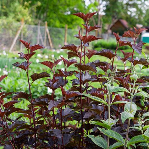 Physocarpus Midnight Slovensketrvalky Sk