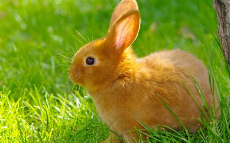 Vibrant Rabbit Bliss A Stunning Hd Wallpaper