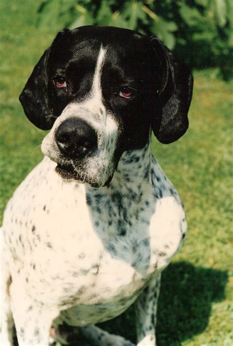 Charlie Alademma Pointer és Tacskó Kennel