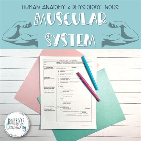 Muscular System Functions