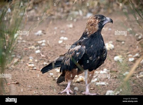 The Black Breasted Buzzard Is Quite Large With Broad Rounded Wings