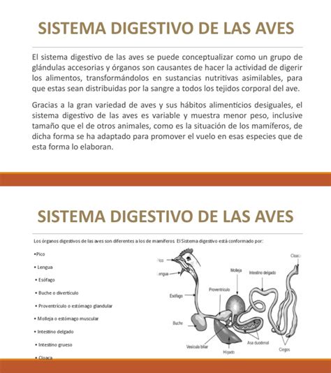 Sistema Digestivo En Aves Introduccion Pdf