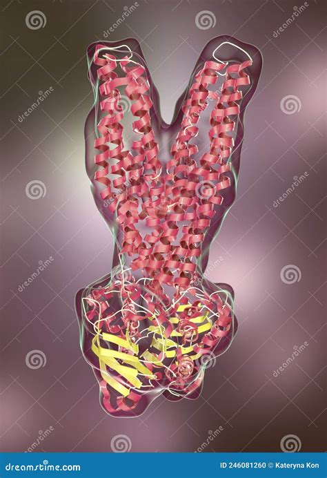 Multidrug Transporter Molecule 3d Illustration Royalty Free Cartoon 246081260