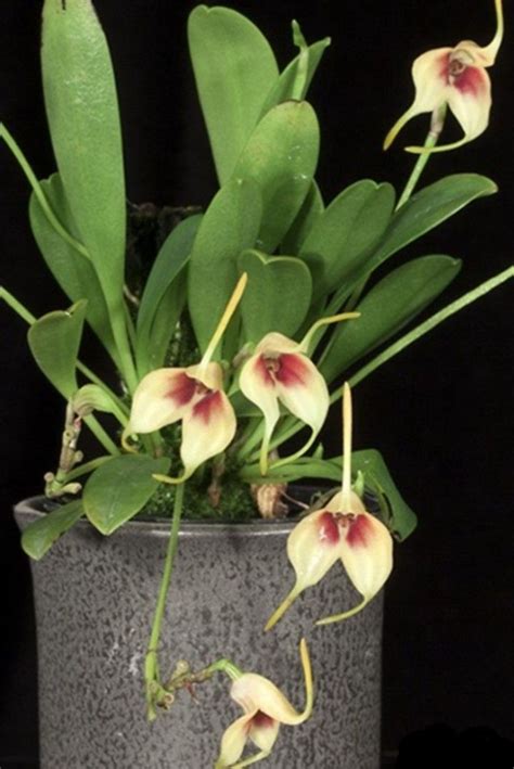 Masdevallia Sprucei Flores Orquídeas