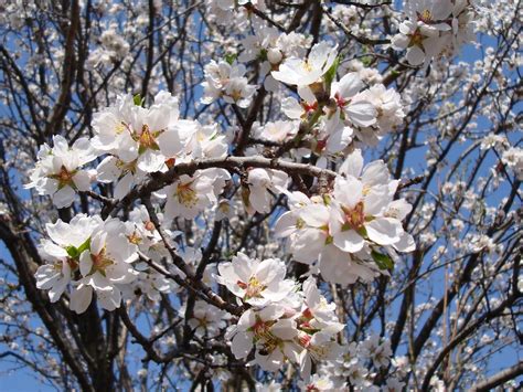 Пролетни картини