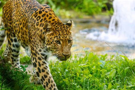 Preserving The Majestic Amur Leopard On The Brink Of Extinction