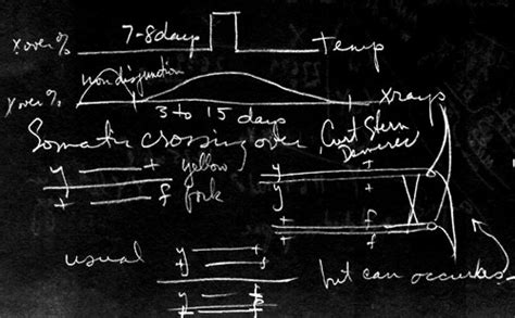 Genetics Sewall Wright Taught Me Volume 2 Egp Professor Joe Cain
