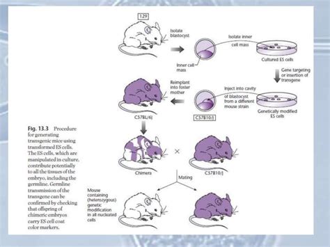 Somatic Cell Cloning Pptx Genetics Science