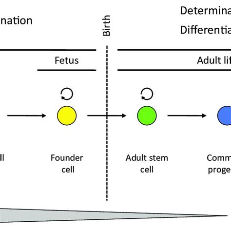 1 Stem Cell Hierarchy Stem Cells Go Through Successive Steps Of