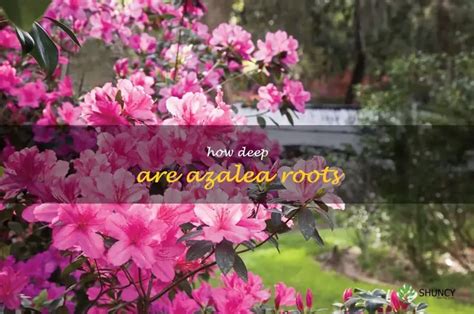 Exploring The Depths Of Azalea Roots A Deeper Look Into Their Magnificent Growth Shuncy