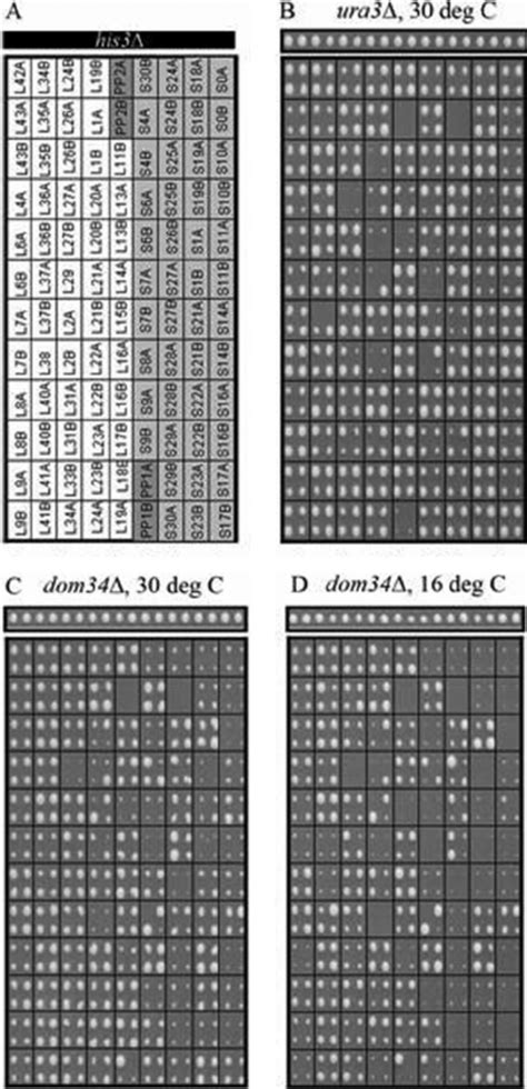A Growth Curves From The Bioscreen C Analysis The Growths Of The
