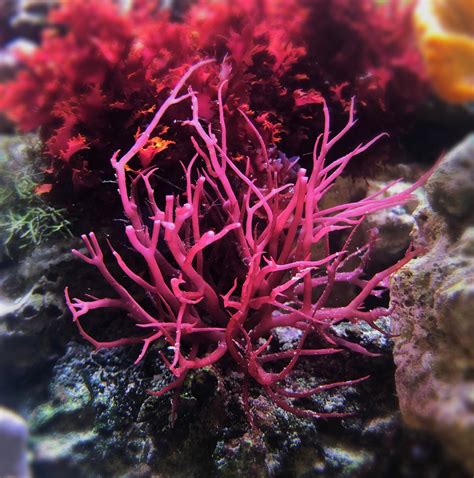 Rhodophyta Red Algae Mosaicmacros