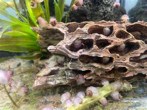 Discover Unique Pink Mystery Snails With Bonus Floating Plants