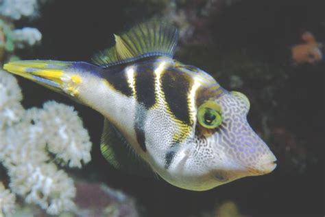 Spotted Sawtail Prionurus Maculatus The Australian Museum
