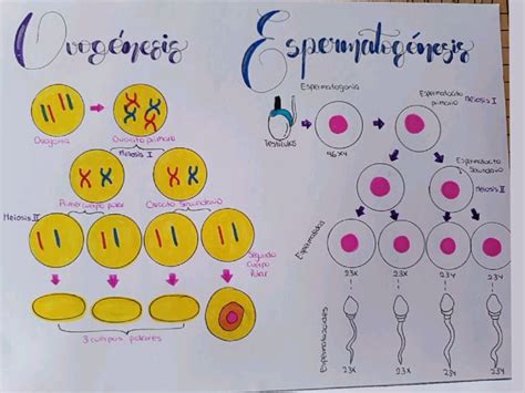 Ovogénesis 🧬🚺 Nurse Nursing Students Instagram Profile