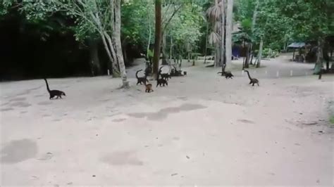Coatis In Reverse With Jurassic Park Theme Coub The Biggest Video