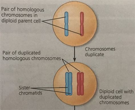 Chapter 10 Meiosis Flashcards Quizlet