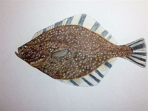 Starry Flounder Artwork Flounder Starry
