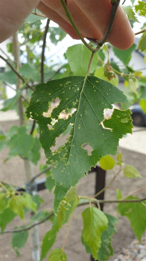 Mesteacan Cu Frunze Gaurite Roase Afectate De Daunatori Botanistii