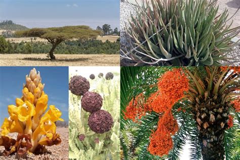 All About The Arabian Desert Geography Climate And More