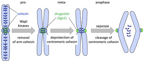 Sister Chromatids Definition And Examples Biology Online Dictionary