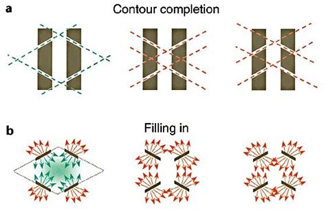 Contour Extrapolation Amodal Completion And Surface Filling In For