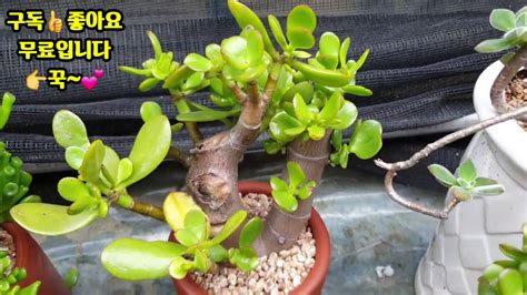 다육이 장마 비 흠뻑맞은 다육이 상학 원종셀렉스多肉植物 Succulent Plant 다육식물 Youtube