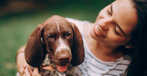 Portrait Of A German Shorthaired Pointer With A Female Owner · Free