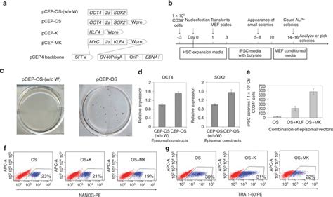 Oct4 And Sox2 Mediated Reprogramming Using Episomal Vectors A Download Scientific Diagram