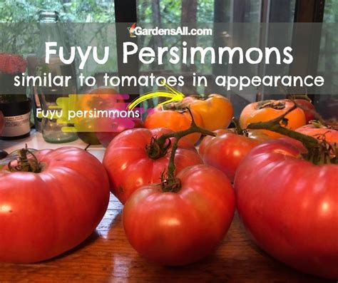 Fuyu Persimmons The Best Tasting Persimmons To Grow Gardensall