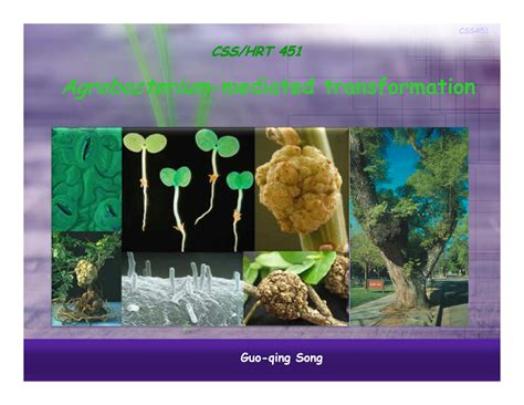 Solution Agrobacterium Mediated Transformation Studypool