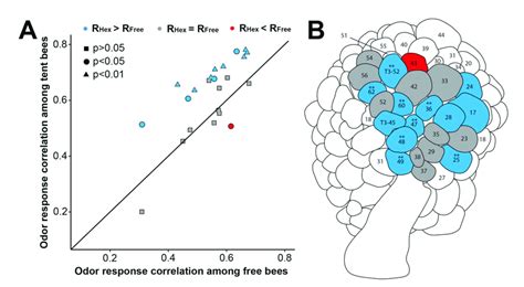 Increased Correlation Among The Glomerular Response Profiles To Odors Download Scientific