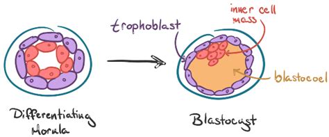 Human Embryogenesis Embryology Article Khan Academy
