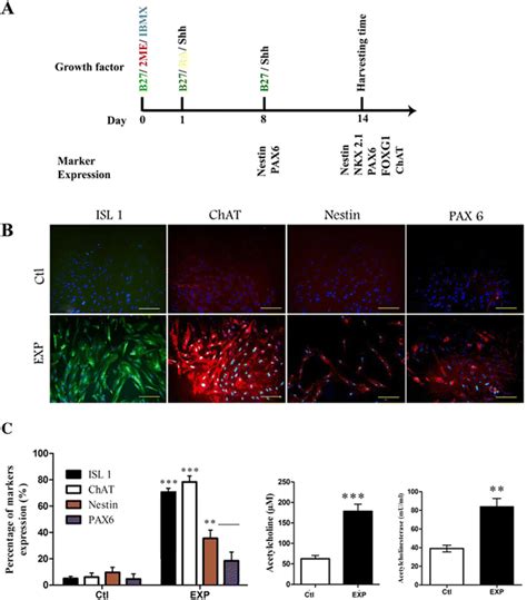 Immunofluorescence Analysis For The Identification Of The Protein Download Scientific Diagram