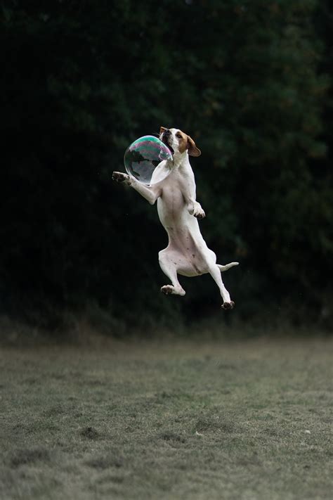 Introducing Amelia And Annette Siddle Wilchrimane Pointers Wellness Core Breeder Programme