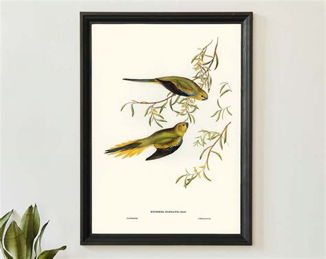 Parakeet Bird Art Print John Audubon Parrot Elizabeth Gould Vintage