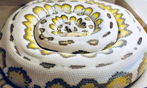 Mochino Motley Sunfire Jaguar Retic Reticulated Python Morphs