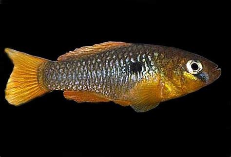 Artes De Pesca Cyprinodontiformes