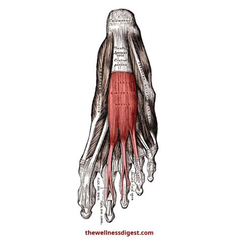 Flexor Digitorum Brevis Muscle Anatomy Origin Insertion Action Innervation The Wellness Digest