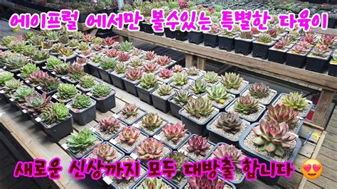 새로운신상 다육이 에이프럴 에서만 구매할수있는 다육이까지 오늘도 실망없는 쇼핑찬스 꼭 잡으세요 묵둥이 특이종 한정수량 창 에이프럴 달콤한총각다육 Youtube