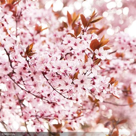 Plum Thundercloud 15 Greenwood Creek Nursery