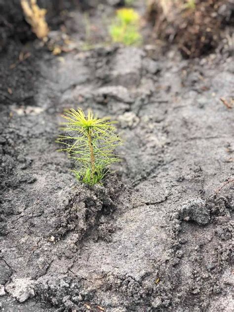 Рівненській та Волинській областях весняна лісокультурна кампанія Північно Західне
