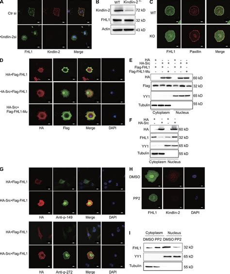 Kindlin 2 And C Src Regulate The Subcellular Localization Of Fhl1 A Download Scientific