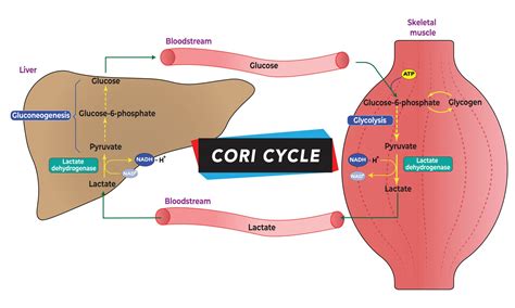 8 4 Glycolysis Nutrition And Physical Fitness