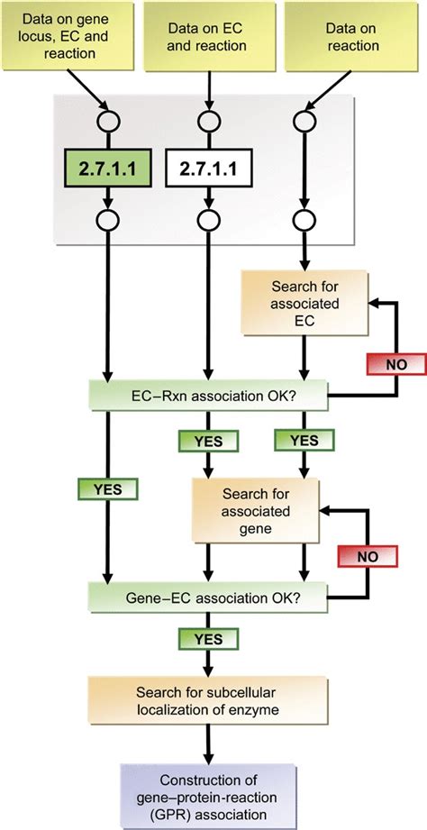 Construction Of A Geneprotein Reaction GPR Relationship A Flowchart Download Scientific