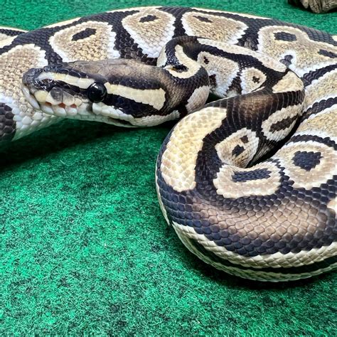 Low Grade Axanthic Ghost Ball Python Albino Ball Pythons For Sale